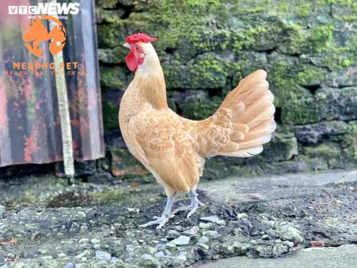 Tìm Hiểu Về Giống Gà Tre Serama Vảy Cá Vàng Bạc Đồng: Nguồn Gốc, Đặc Điểm, Cách Nuôi, Giá Bán